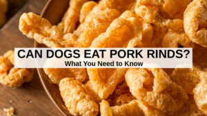 Can Dogs Eat Pork Rinds? What You Need To Know - Spoiled Hounds