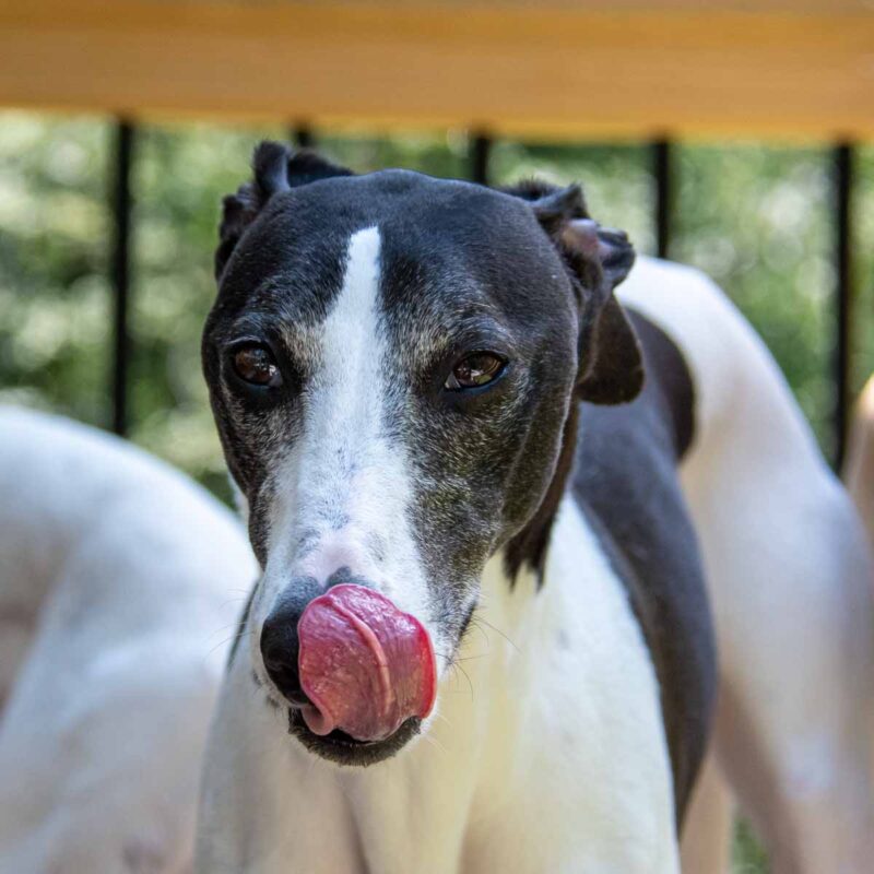 75+ Best Dog Treats for Whippets - Spoiled Hounds
