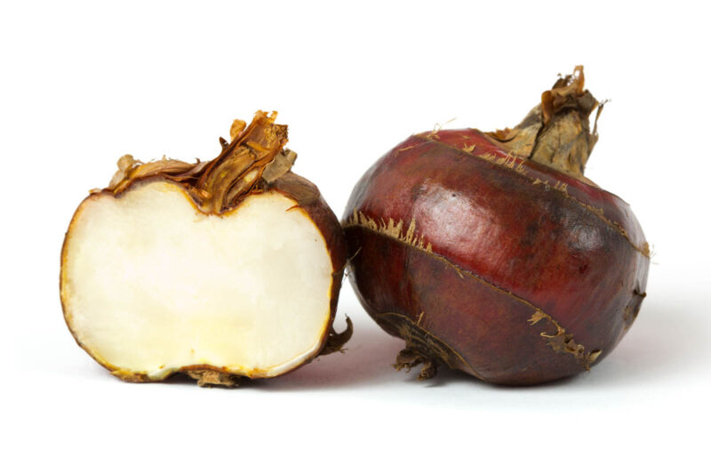 Can Dogs Eat Water Chestnuts? What You Need To Know