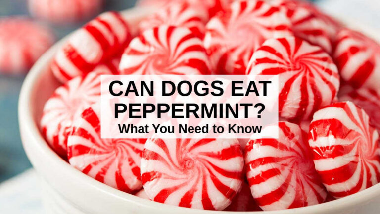 Can Dogs Eat Peppermint? What You Need To Know