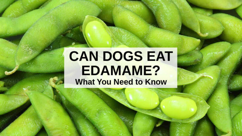 Can Dogs Eat Edamame? What You Need To Know