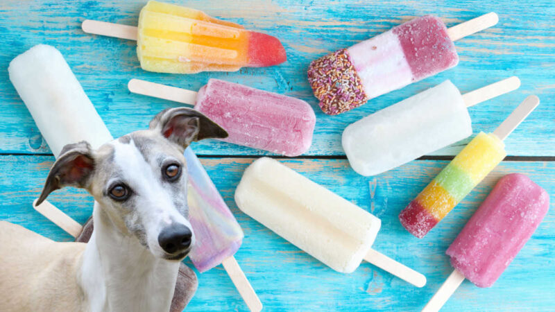 Can Dogs Eat Popsicles? What to Know About Dogs and Popsicles