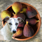 Can Dogs Eat Figs? What to Know About Dogs and Figs