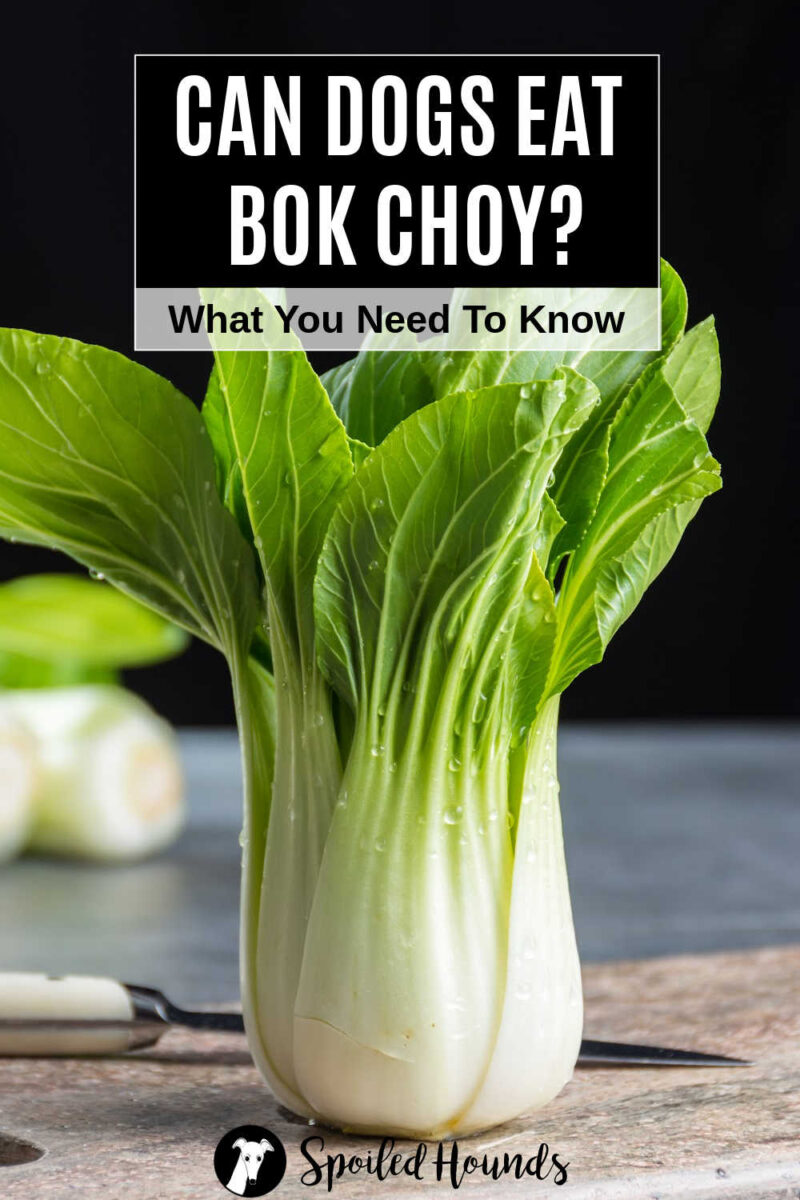 Can Dogs Eat Bok Choy? What You Need To Know