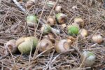 Can Dogs Eat Acorns? What You Need To Know