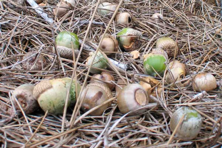 Can Dogs Eat Acorns? What You Need To Know