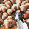 Can Dogs Eat Acorns? What You Need To Know