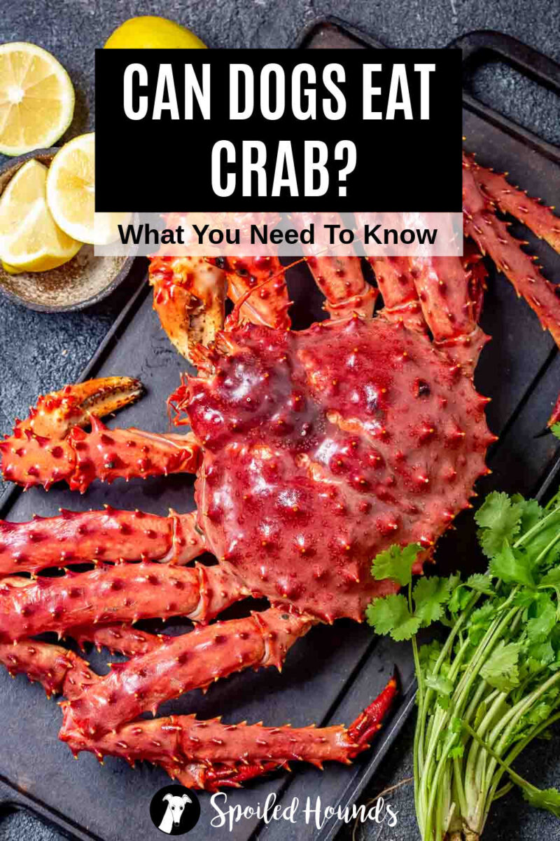 Can Dogs Eat Crab? What You Need To Know