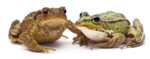Can Dogs Eat Frogs? What You Need To Know