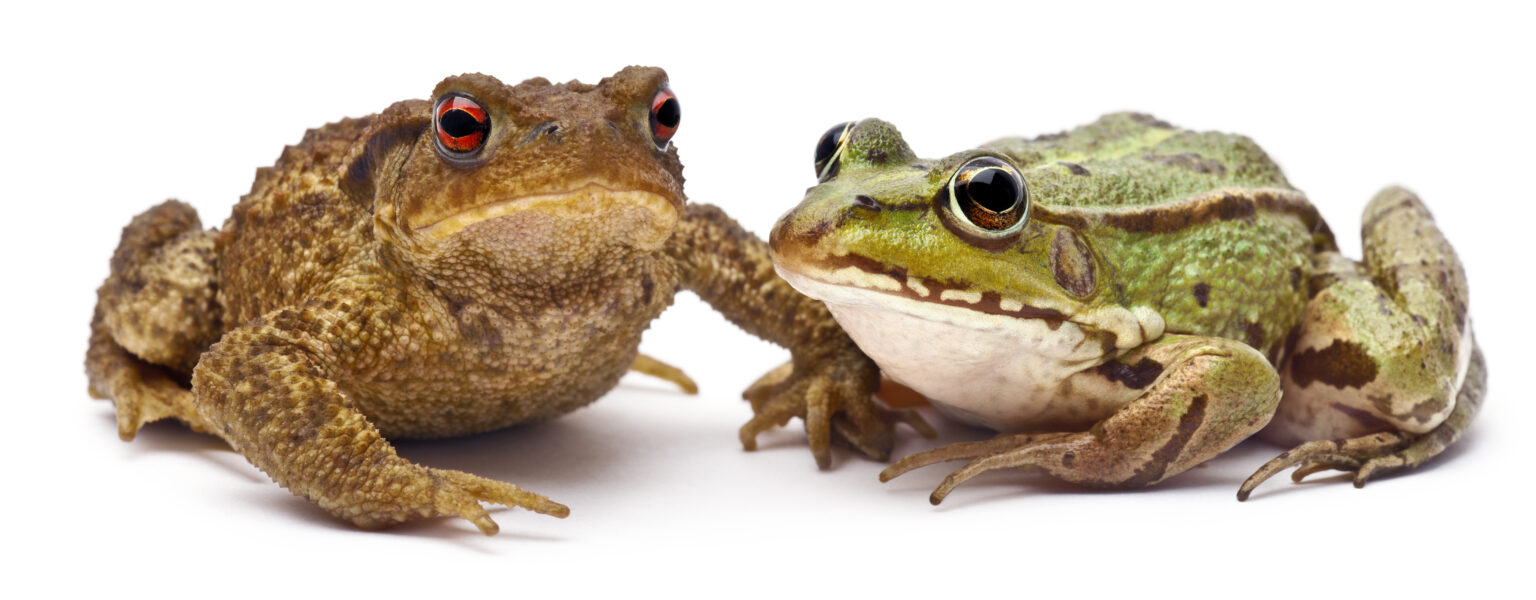 Can Dogs Eat Frogs? What You Need To Know