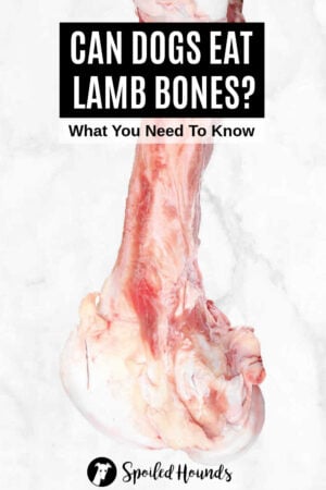 Can Dogs Eat Lamb Bones? What You Need To Know