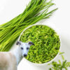 Can Dogs Eat Chives? What You Need To Know