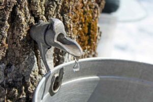 Can Dogs Have Maple Syrup? What You Need To Know