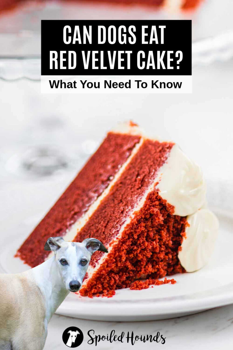 Can Dogs Eat Red Velvet Cake? What You Need To Know