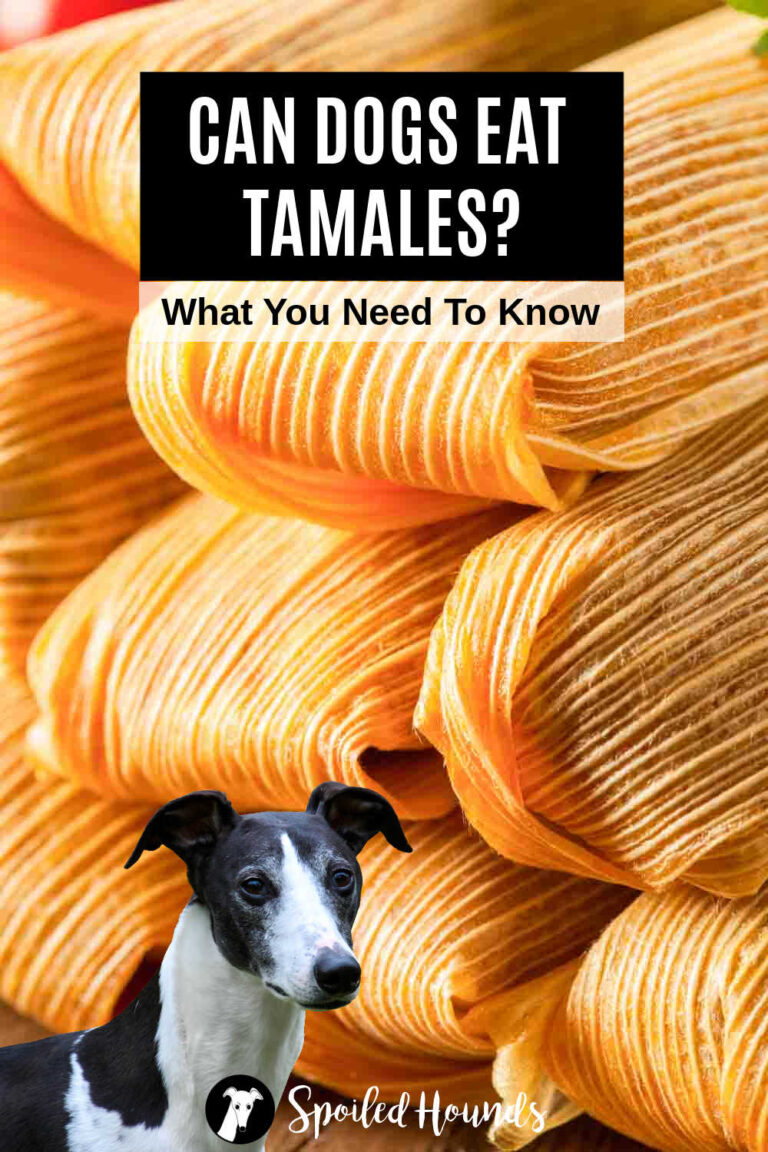 Can Dogs Eat Tamales? What You Need To Know
