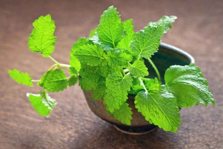 Can Dogs Eat Lemon Balm? What You Need To Know