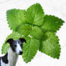 Can Dogs Eat Lemon Balm? What You Need To Know - Spoiled Hounds