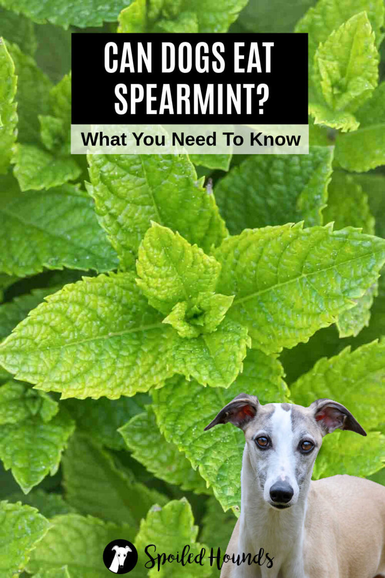 Can Dogs Eat Spearmint? What You Need To Know