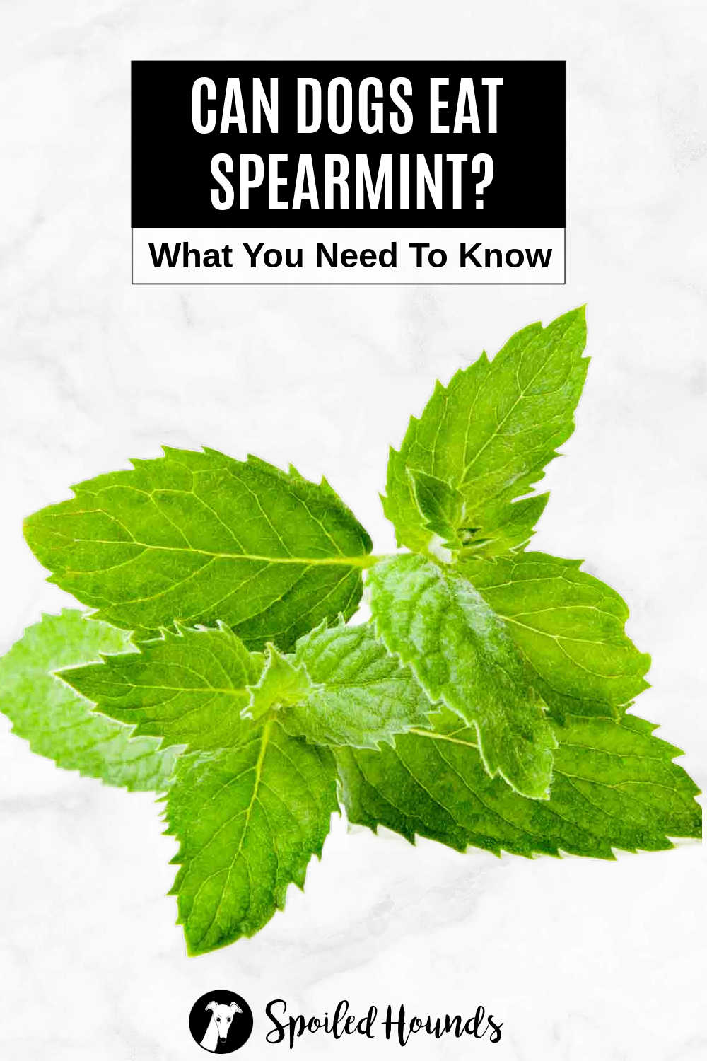 Can Dogs Eat Spearmint? What You Need To Know