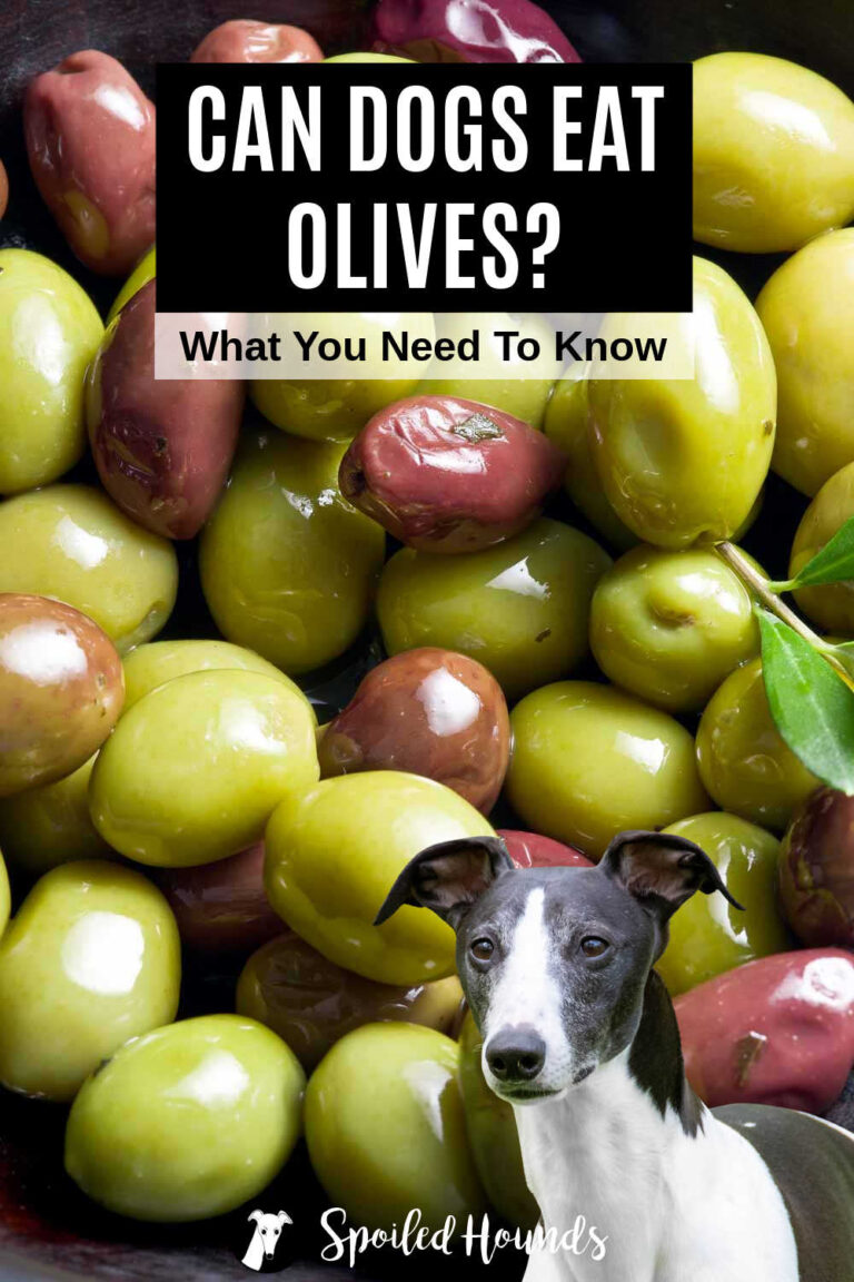Can Dogs Eat Olives? What You Need To Know