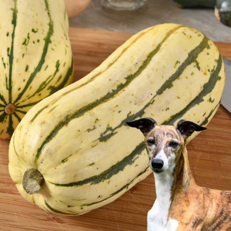 Can Dogs Eat Delicata Squash? What You Need To Know